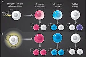Drs. Randall Moon and Jason Berndt in March 22 edition of Science ...